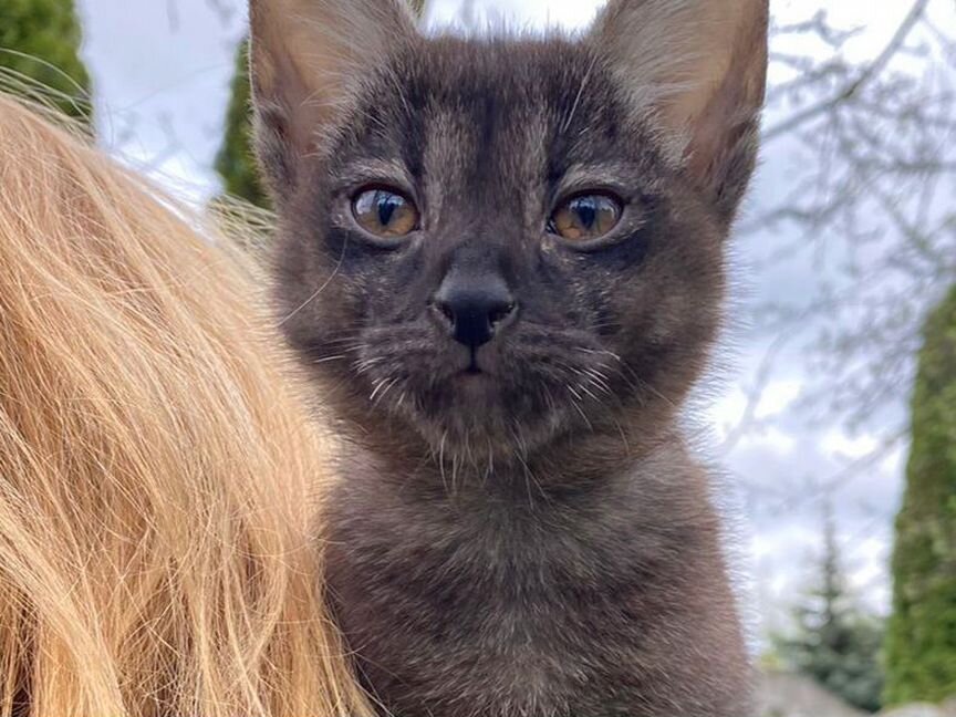 Котята чаузи ф1