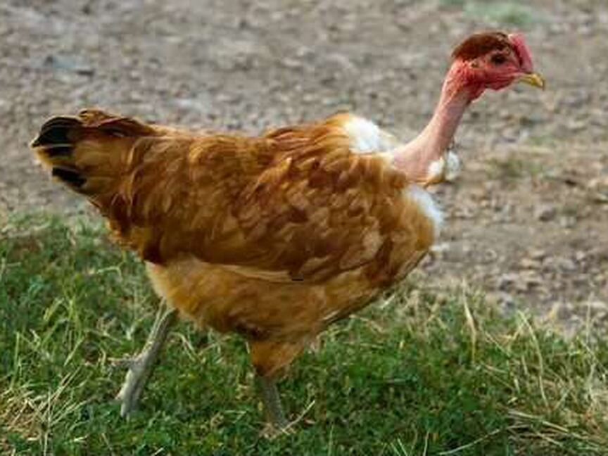 Куры голошейки молодки