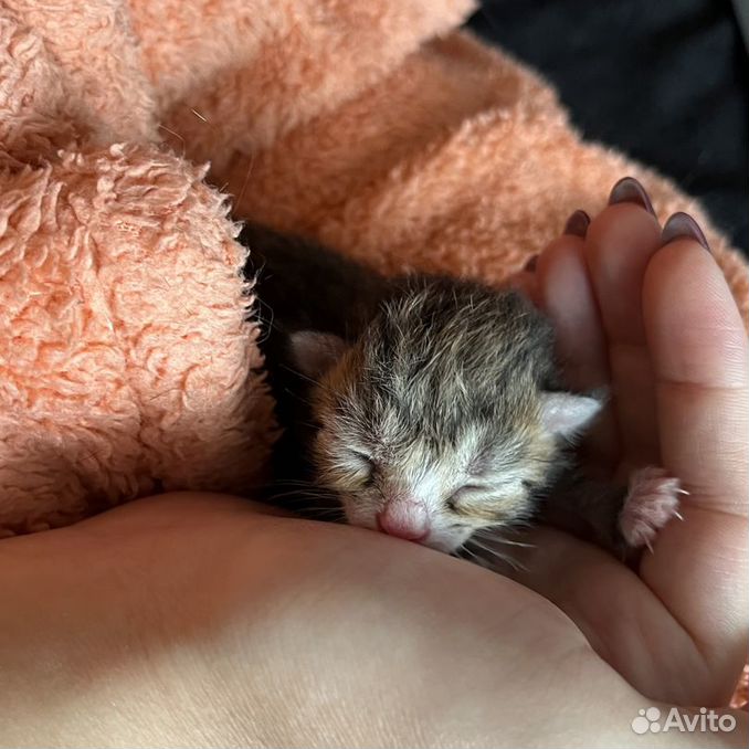 Новорождённый котёнок