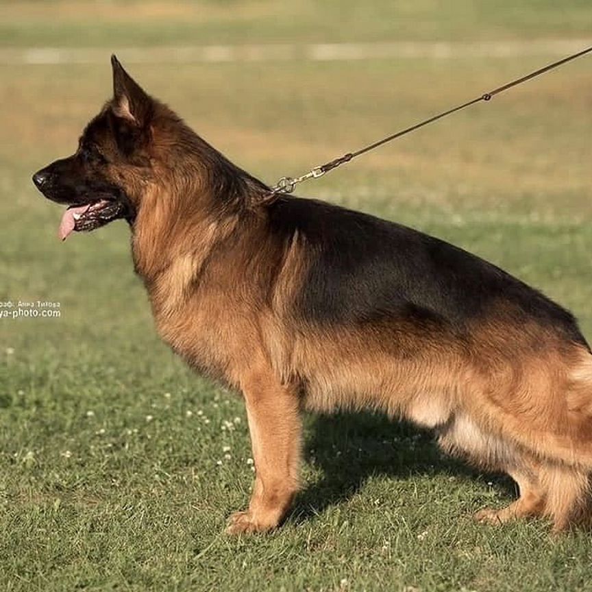 Немецкая овчарка, щенок, кобель