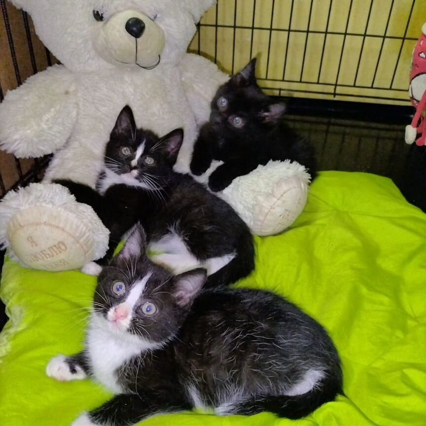 Маленькие пушистики (котята)