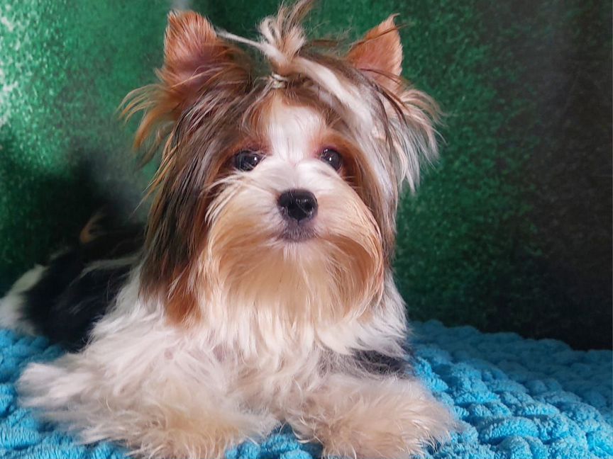 Трёхцветный комочек счастья