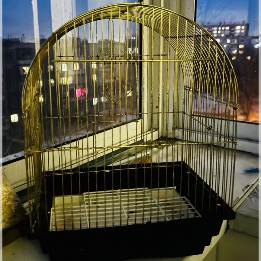 Волнистый попугай ручной