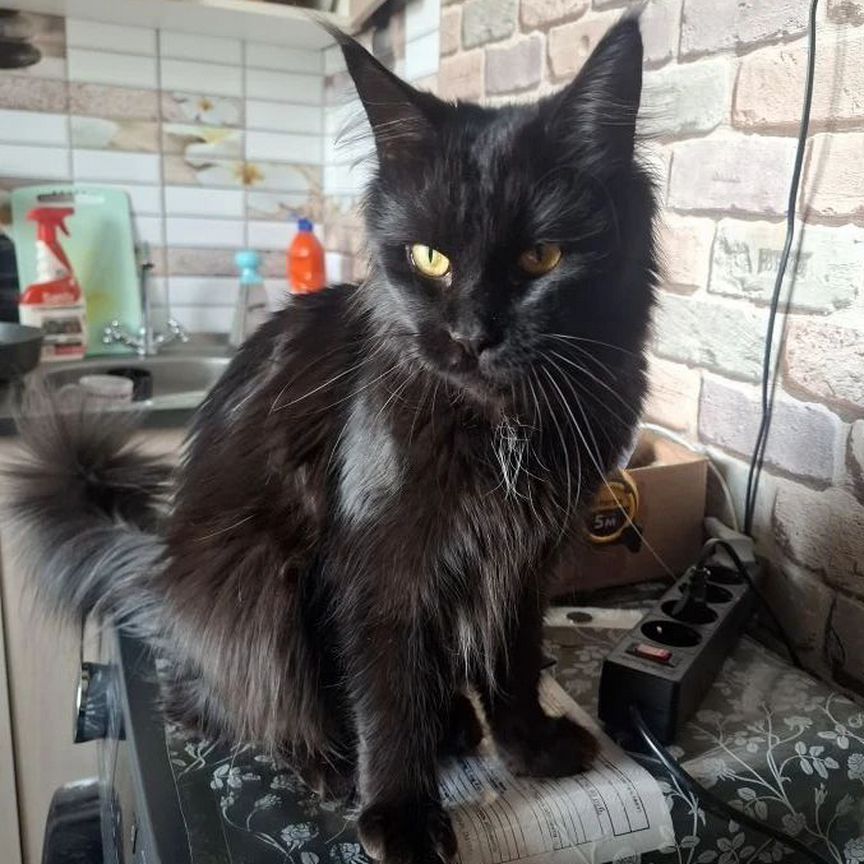 Мейн-кун котёнок