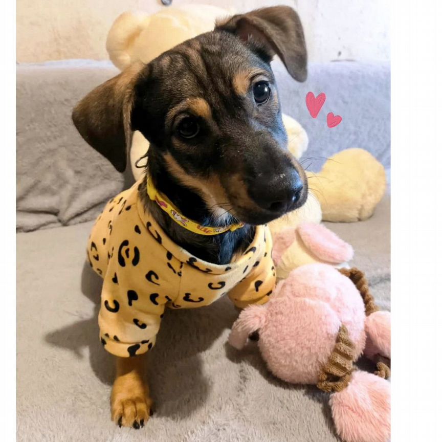 Щенок в добрые руки