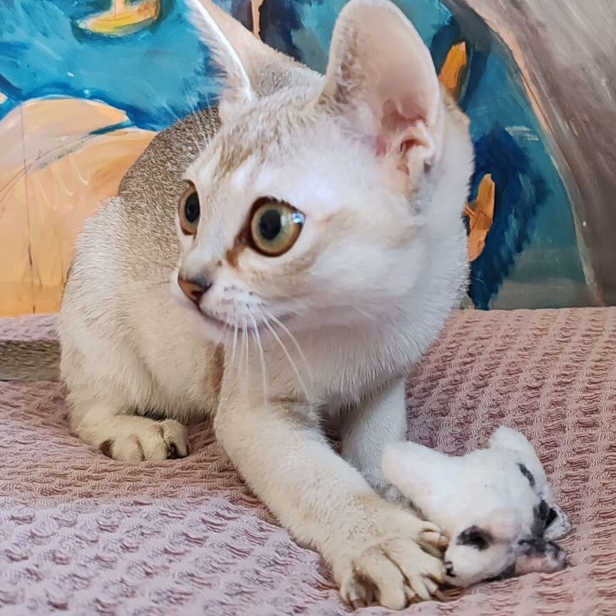 Сингапура кошка