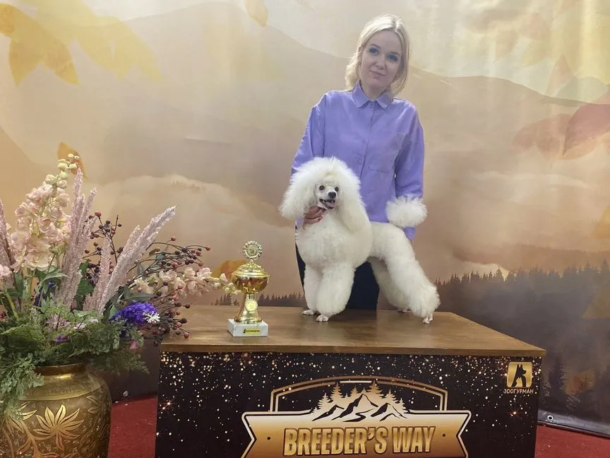 Вязка миниатюрный пудель
