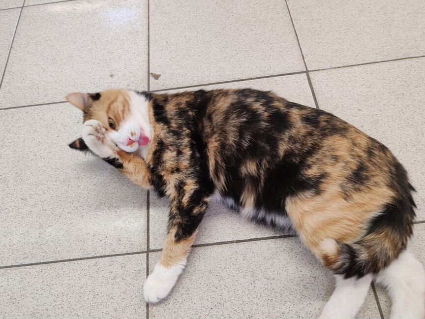 Сос Молоденькую кошку завтра ждет улица