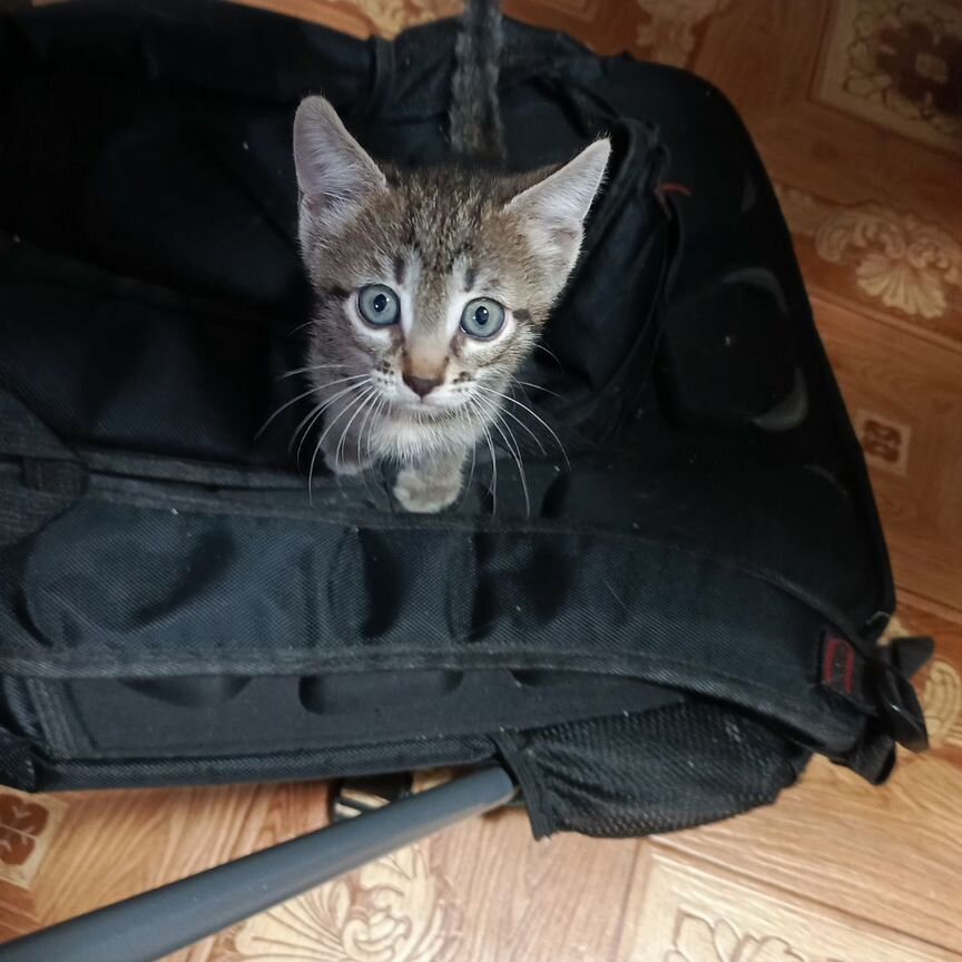 Котята в добрые руки 1 месяц