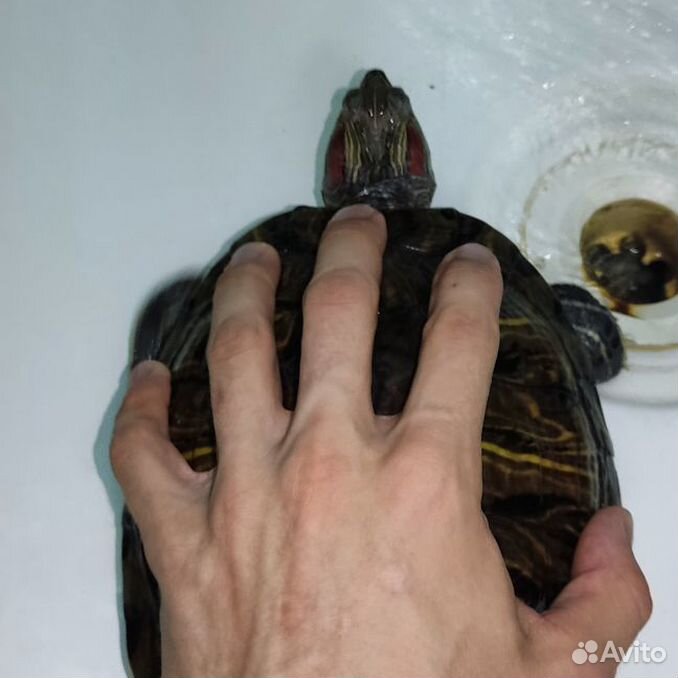 Отдам черепах в хорошие руки