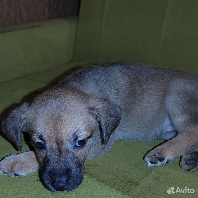 Щенки ксолоитцкуинтли