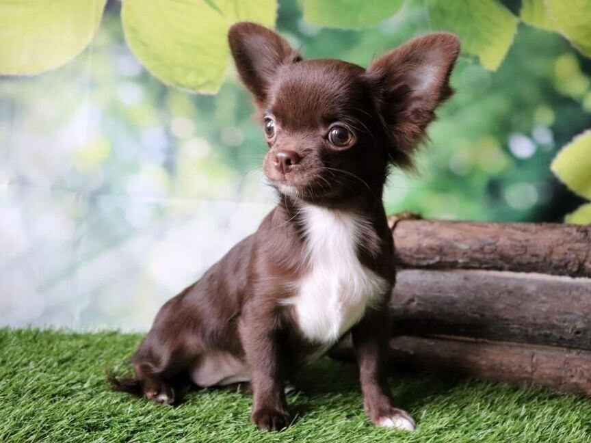 Чихуахуа Милашка