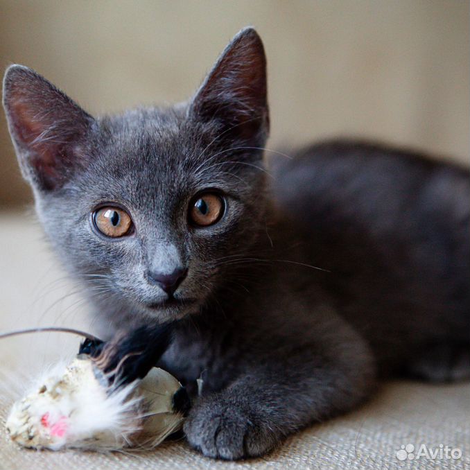 Котенок Миша