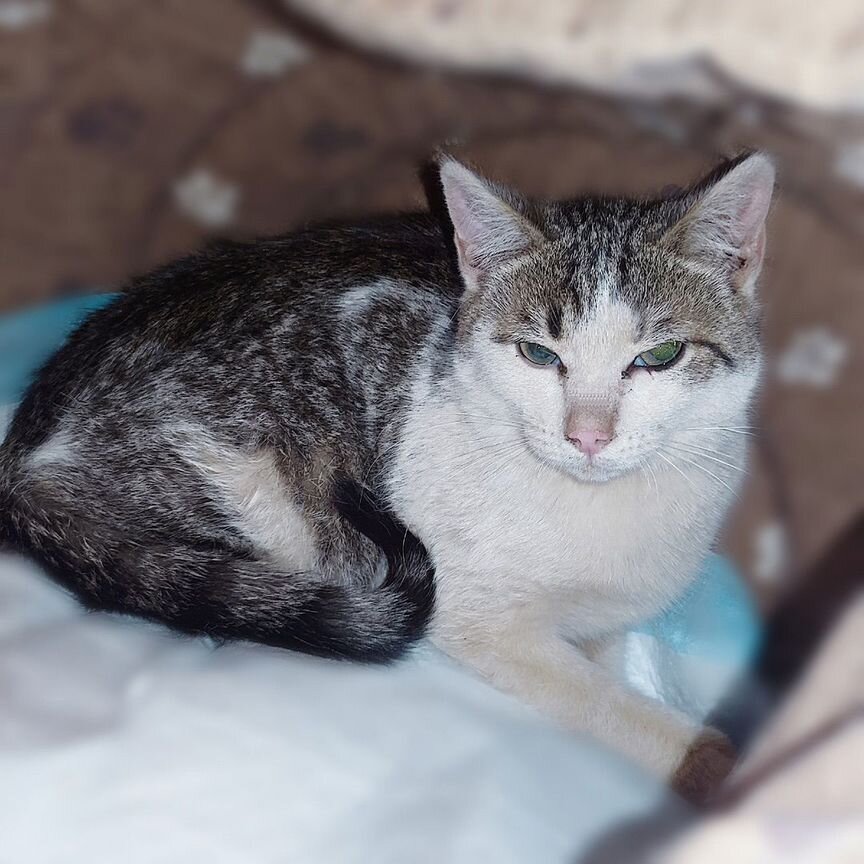Любан 4,5 мес котик в добрые руки