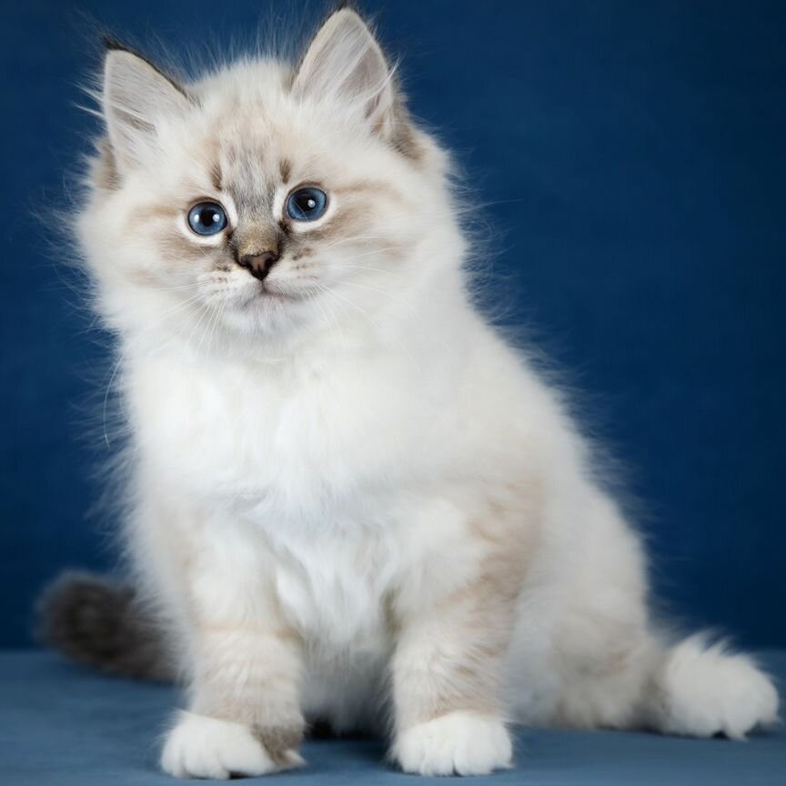 Невский маскарадный котёнок