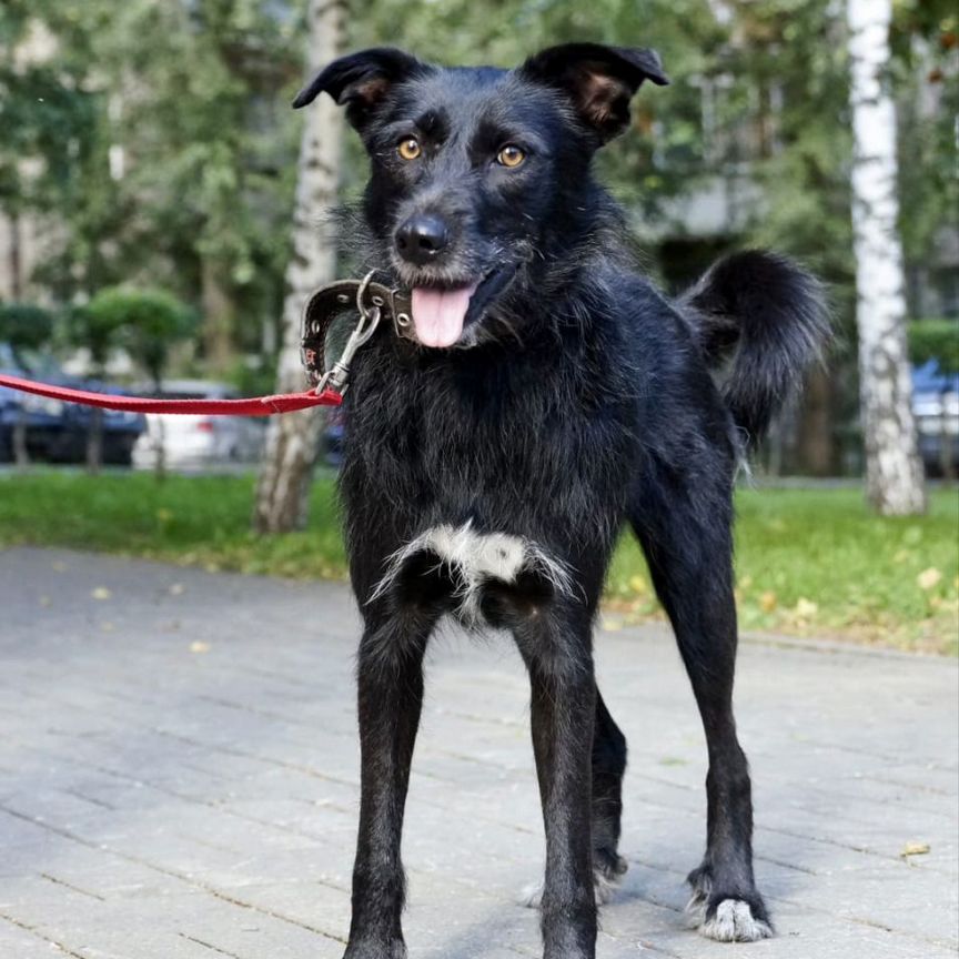 Славная собачка в поисках дома