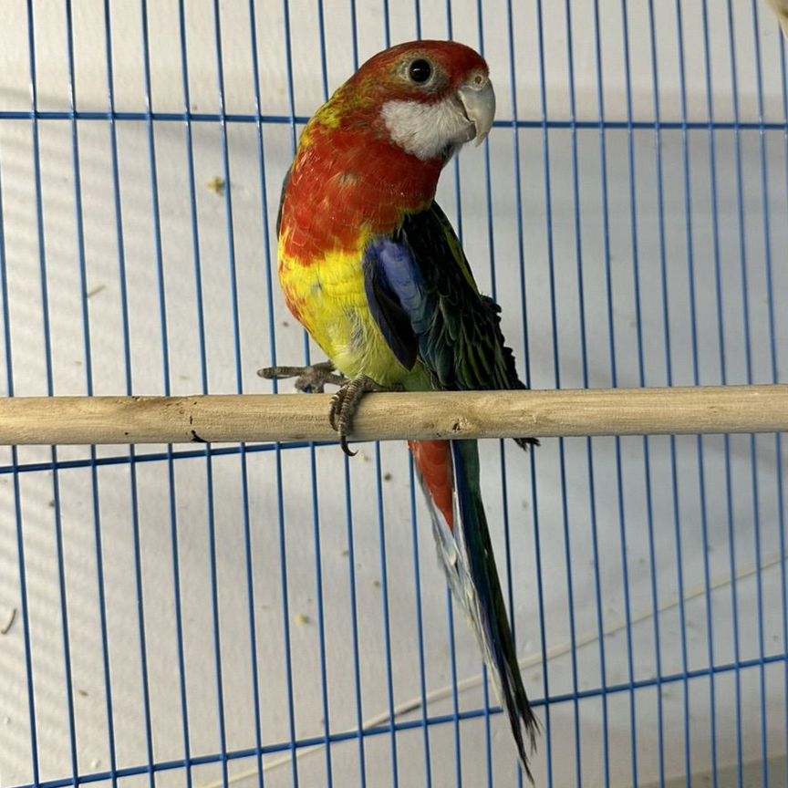 Попугай розелла