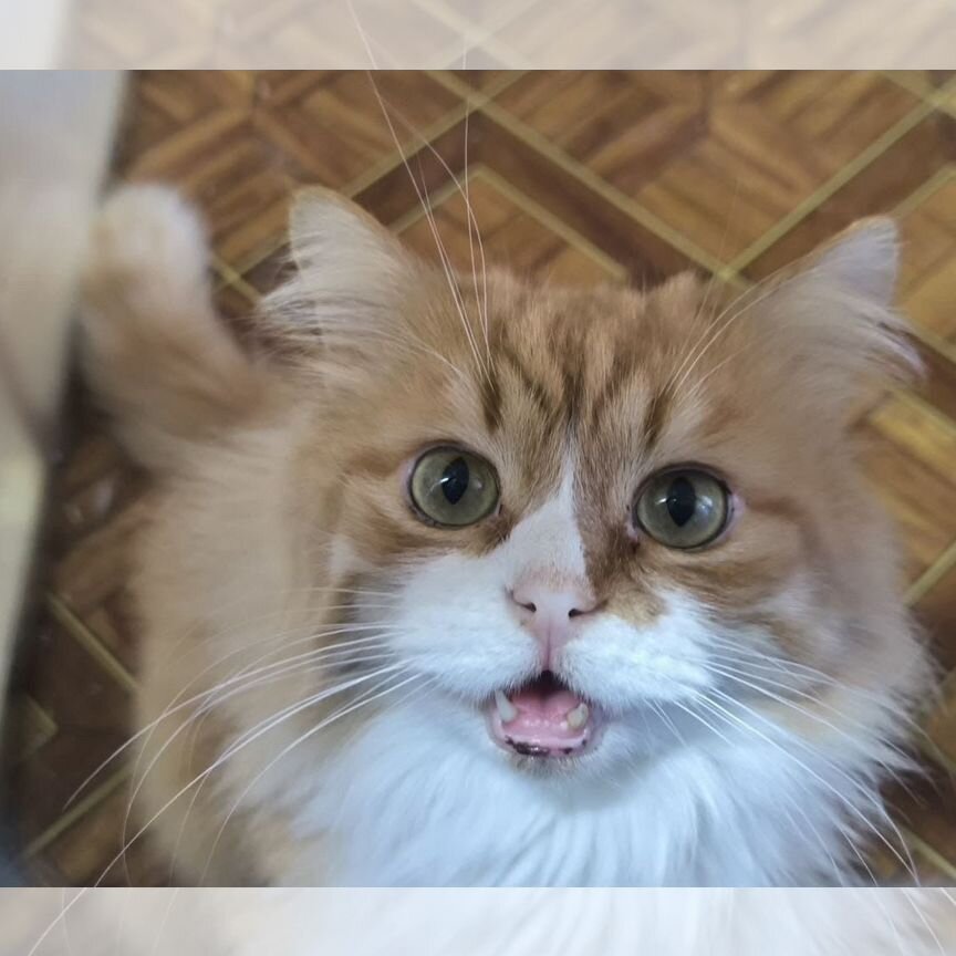 Зеленоглазый Соло в рыжей шубке