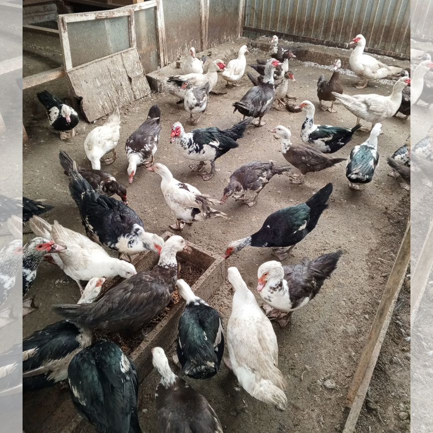 Индоутки (на разведение)