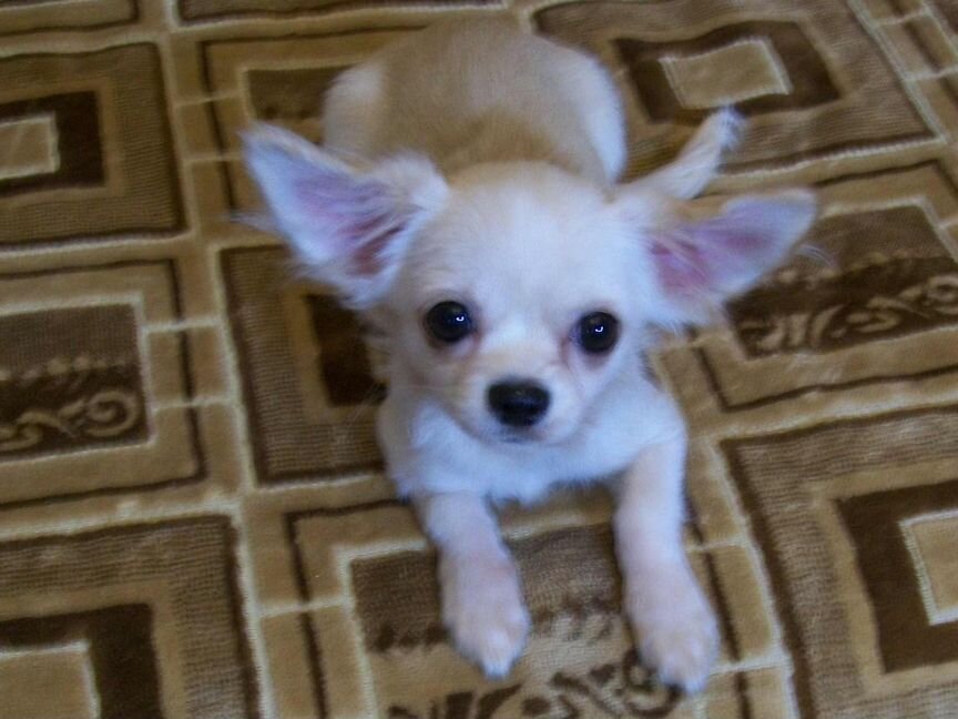 Чихуахуа мини
