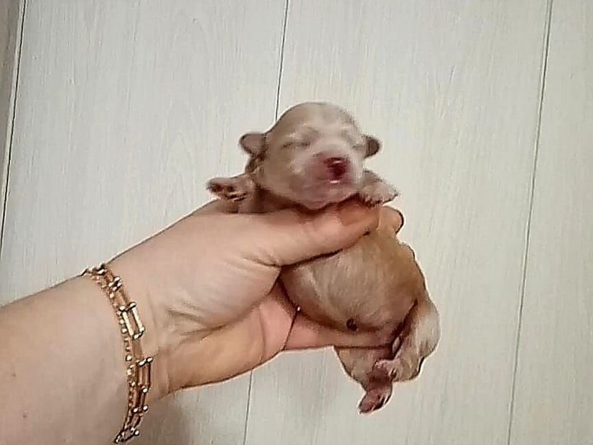 Малыш Бонь-Бонь Мальтипу F1