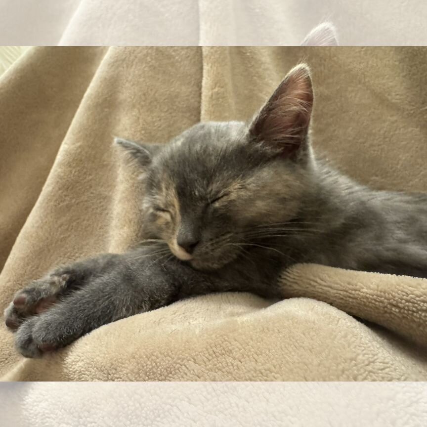 Котенок девочка в добрые руки