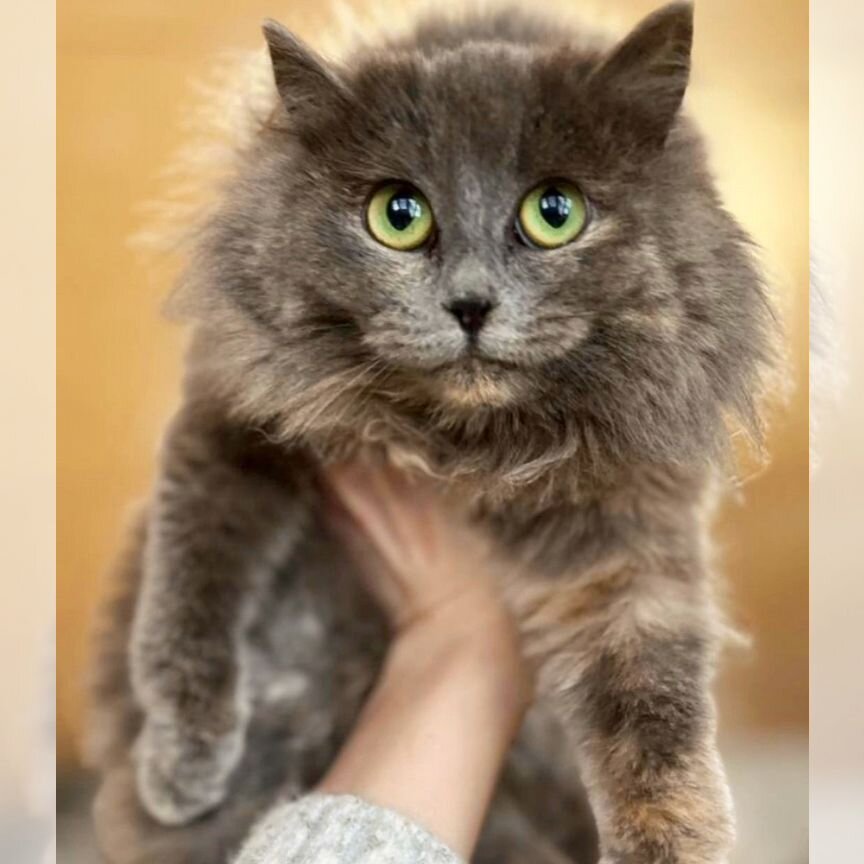 Сабрина-маленькая котоведьмочка в поисках дома