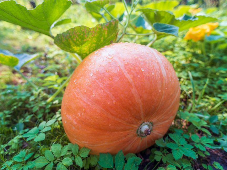 Тыква кормовая