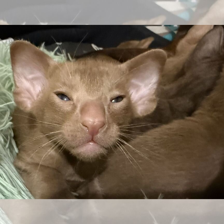 Ориентальный котёнок
