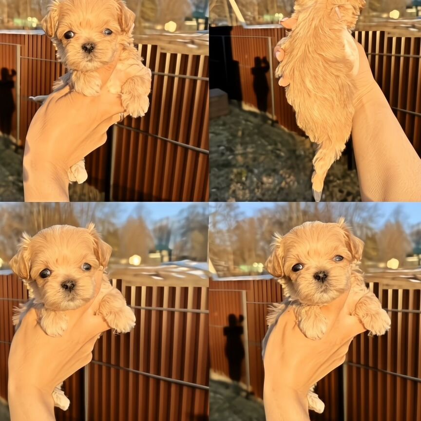 Мальтипу, щенок