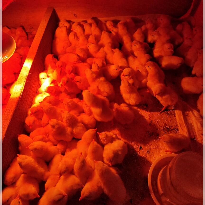 Цыплята суточные несушки Браун Ник и Ломан Уайт