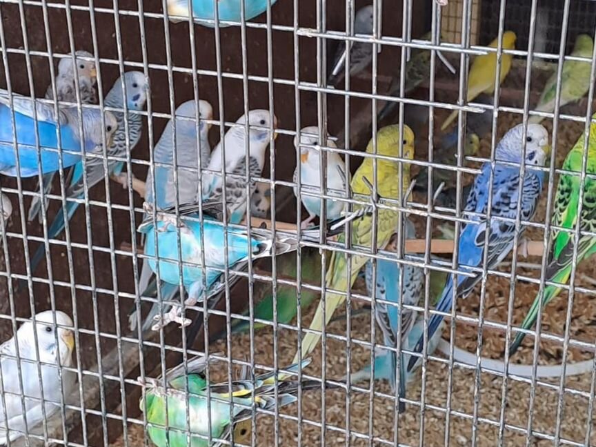 Волнистый попугай