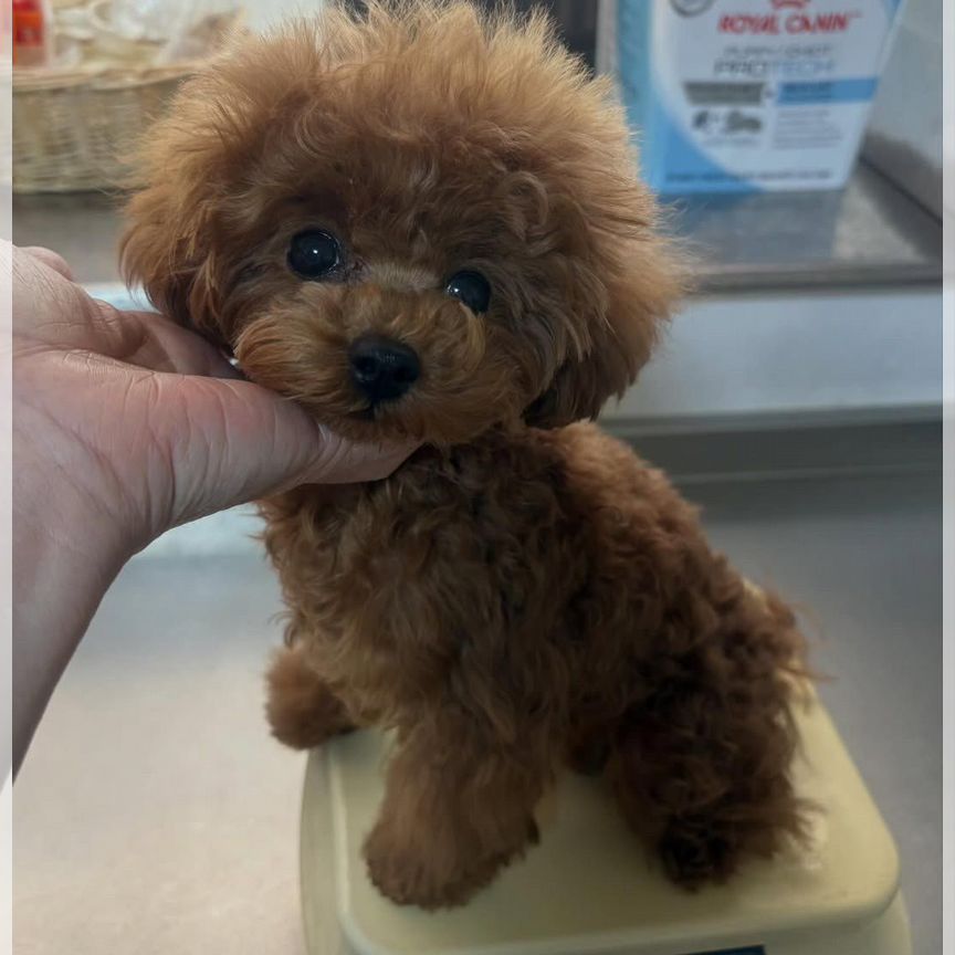 Той-пудель, щенок