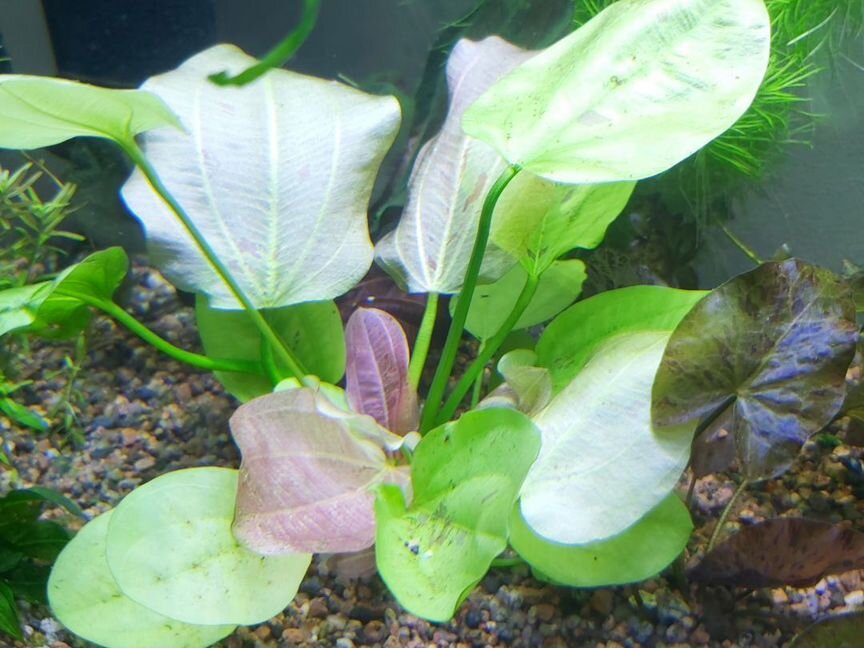 Эхинодорус жёлтое солнце