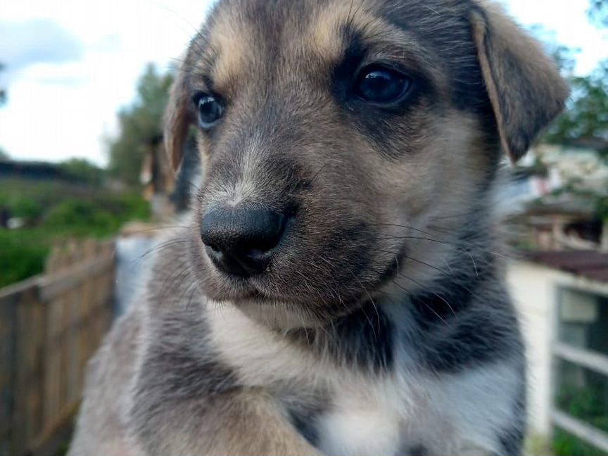 Отдам в добрые руки