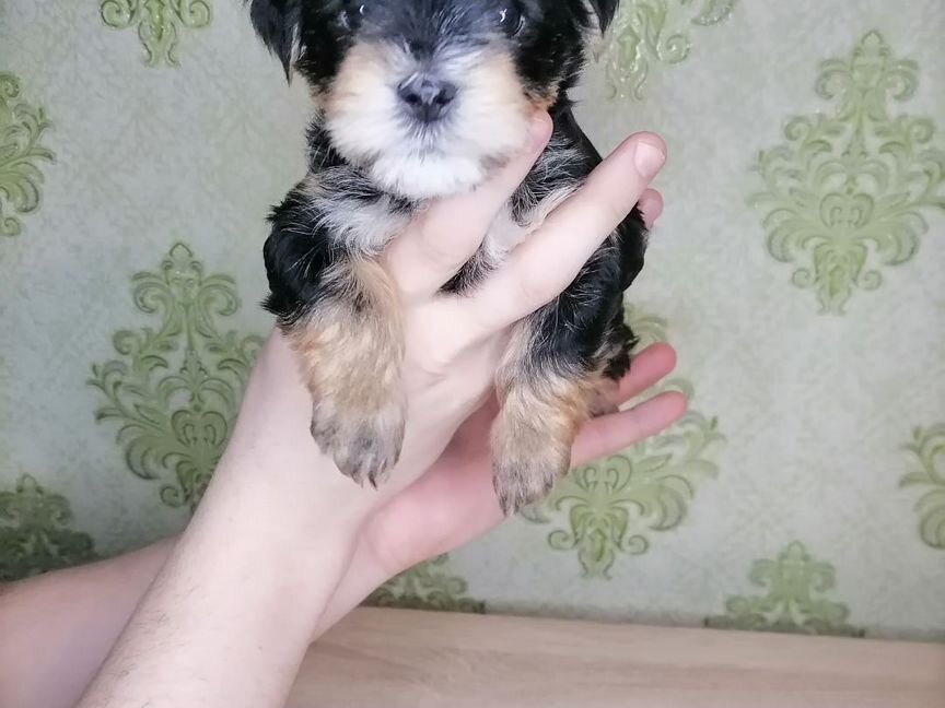 Йоркширский терьер щенки