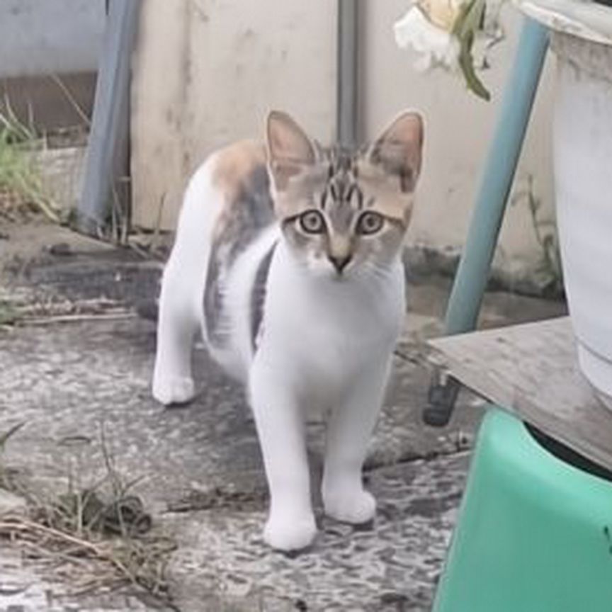 Котята в добрые руки бесплатно