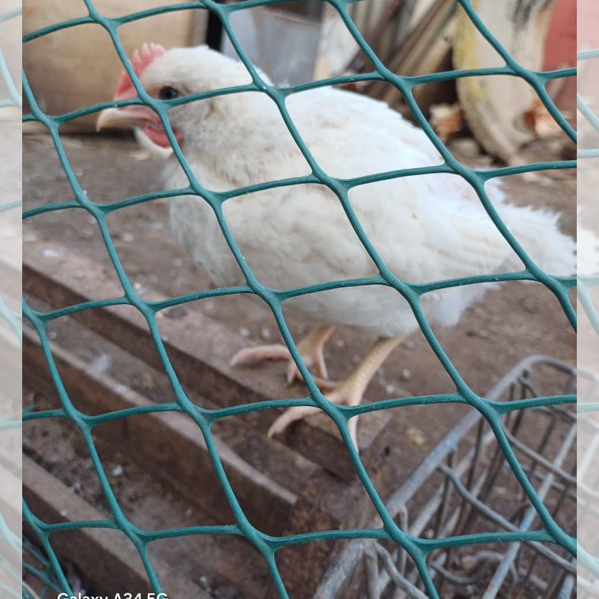 Петухи домашние молодые