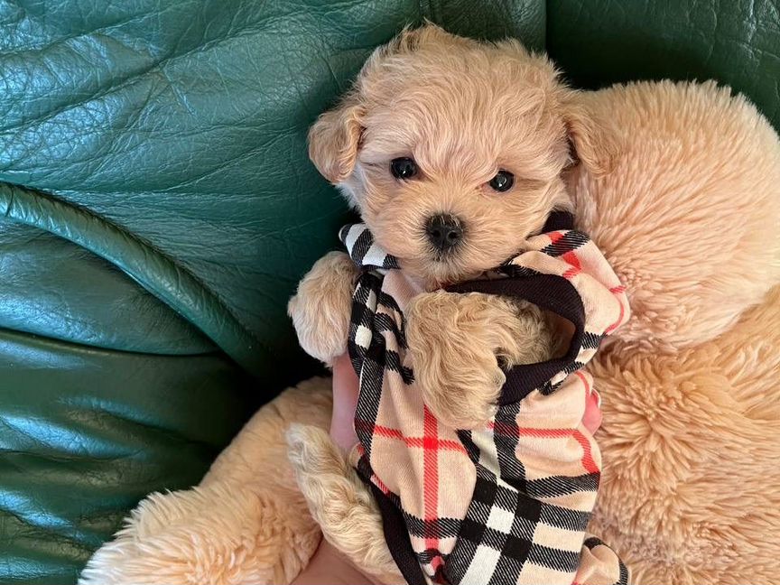 Мальтипу Ф1 девочка