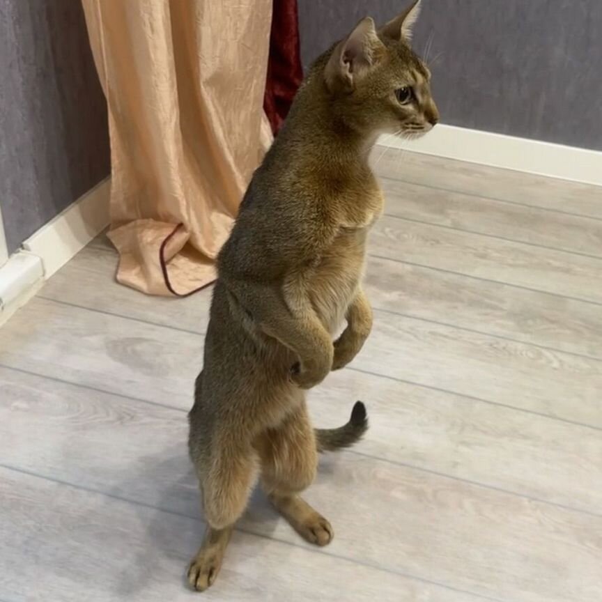 Абиссинский кот вязка