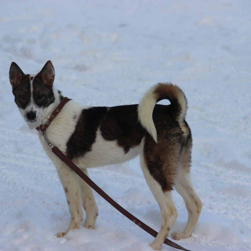 Спасеныш Нейт в добрые руки