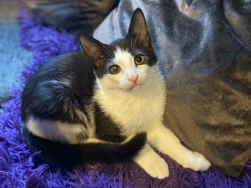 Котенок девочка ищет дом