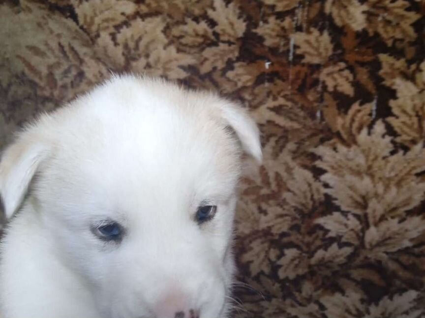 Продам щенков сибирской хаски(помесь)