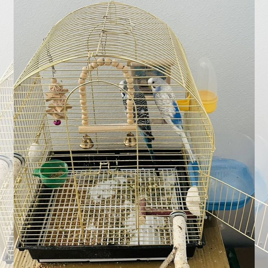 Попугай в добрые руки