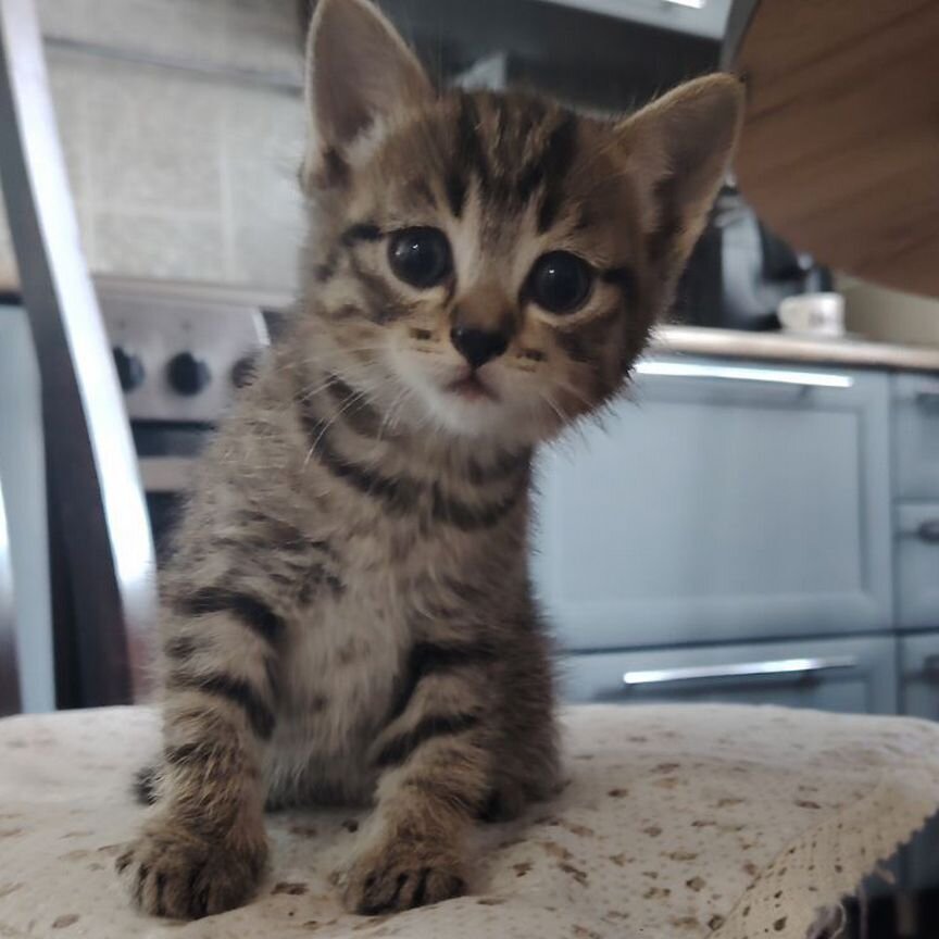 Отдам котят в добрые руки