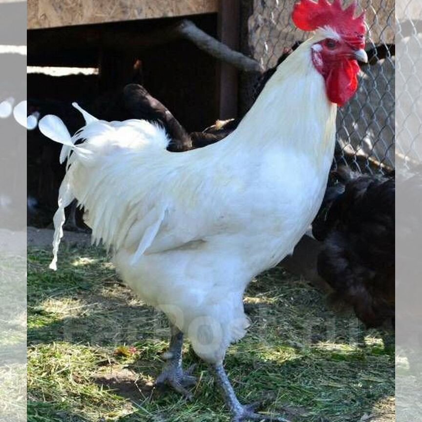 Семья амераукан, бресс гальских