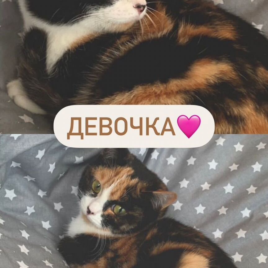 Кошки котята трехцветные