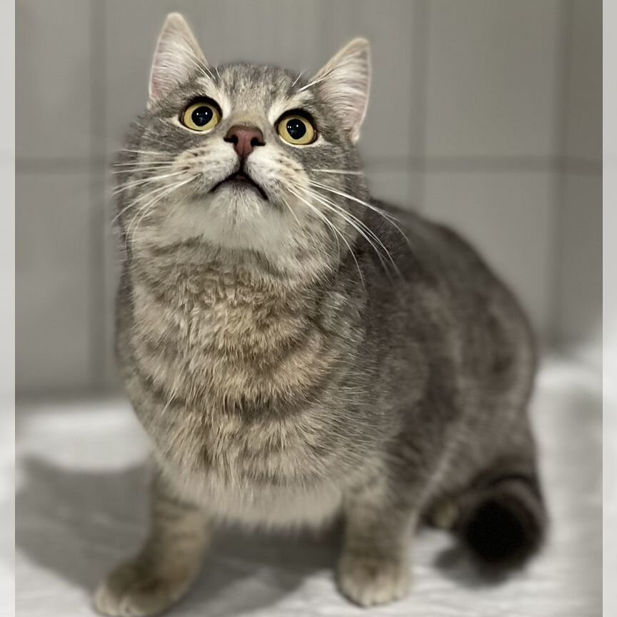 Красавец Сеня в лучшие руки