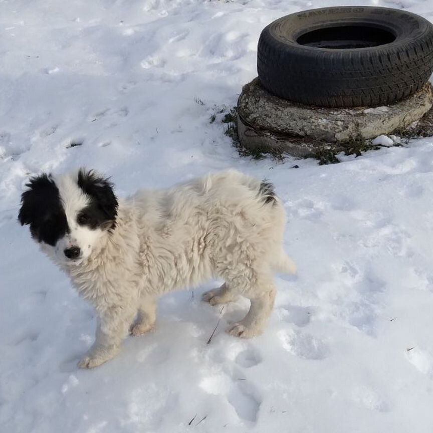 Щенок в добрые руки