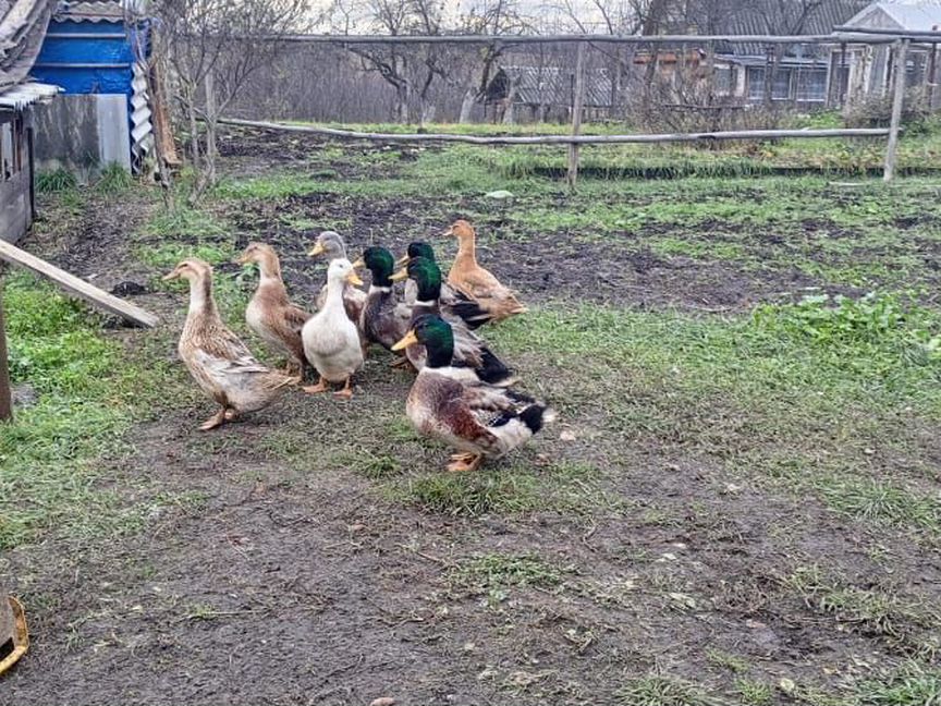 Продаются утки